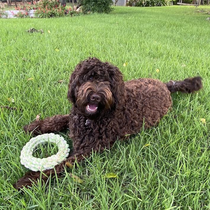 Rusty Amber Labradoodles | Brisbane based Labradoodle breeder | A ...