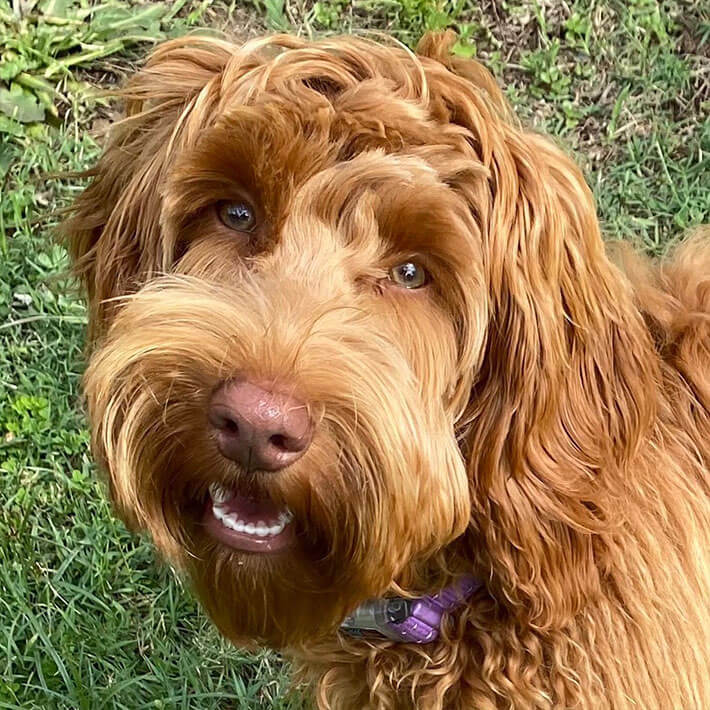Our Girls - Rusty Amber Australian Labradoodles
