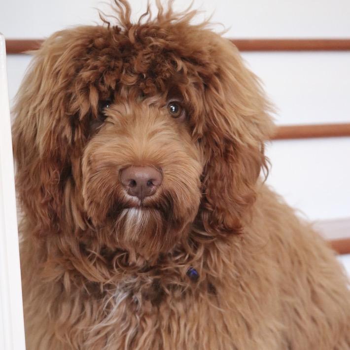 Our Boys - Rusty Amber Australian Labradoodles