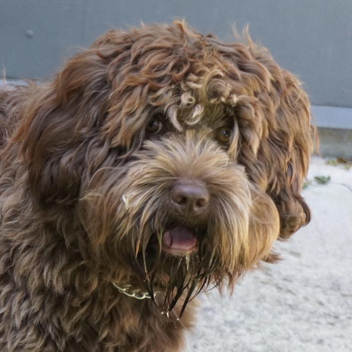 Our Boys - Rusty Amber Australian Labradoodles