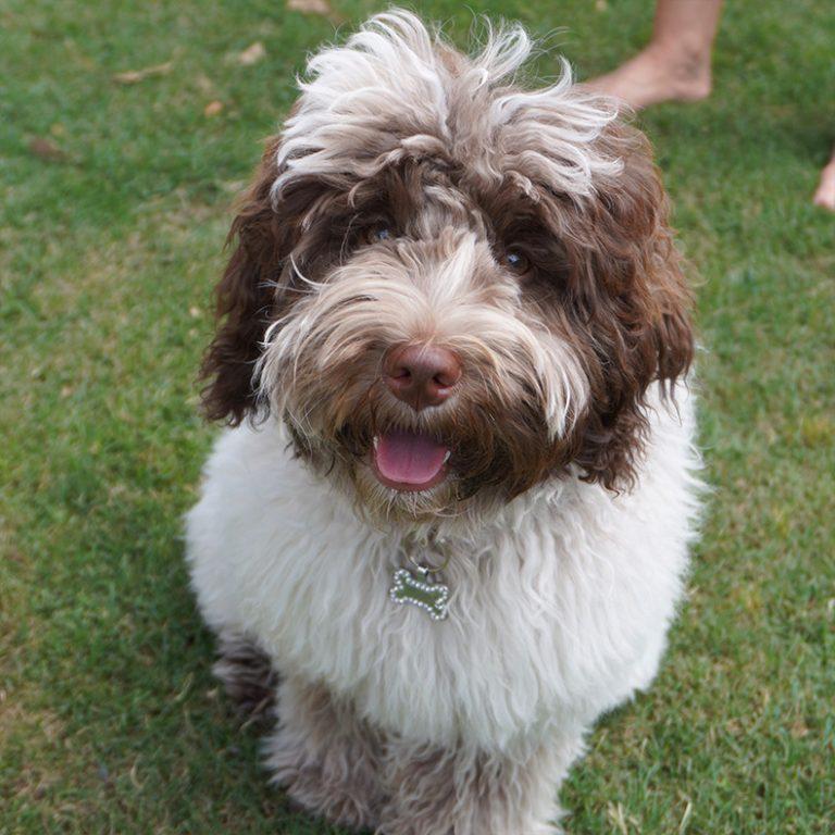 Maple - Rusty Amber Australian Labradoodles