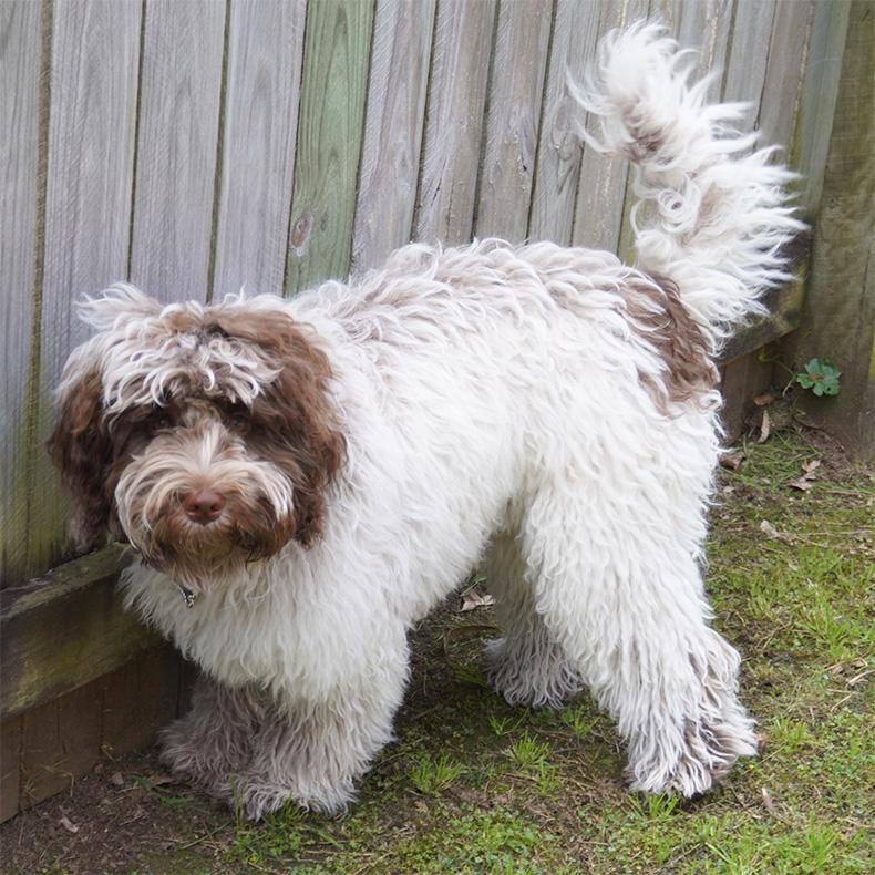 Maple - Rusty Amber Australian Labradoodles