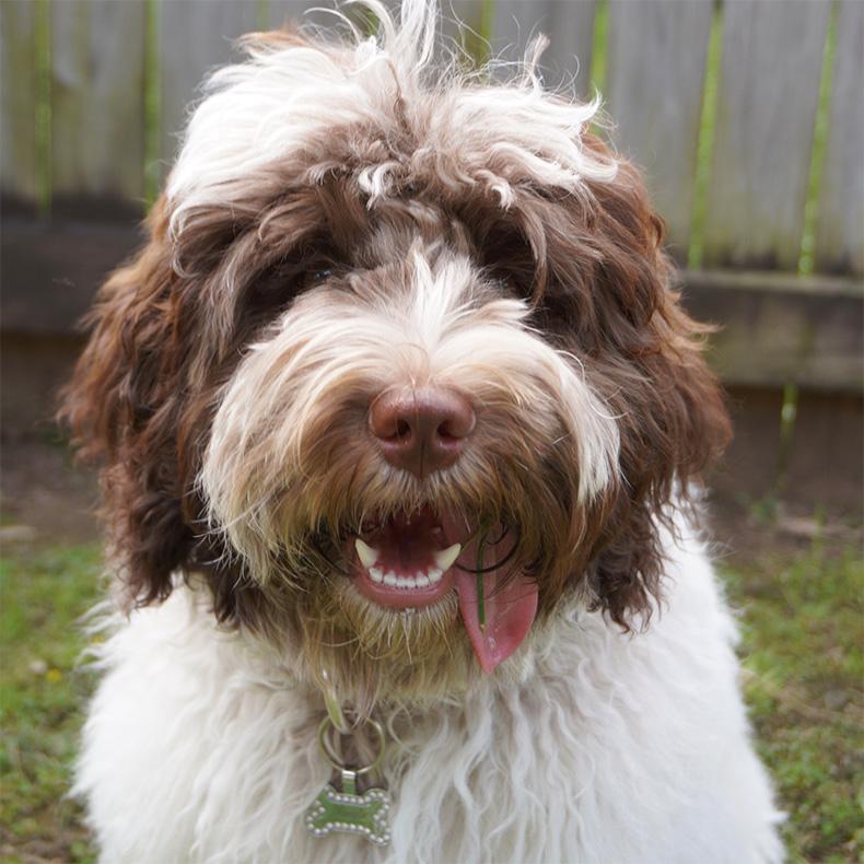 Ted - Rusty Amber Australian Labradoodles